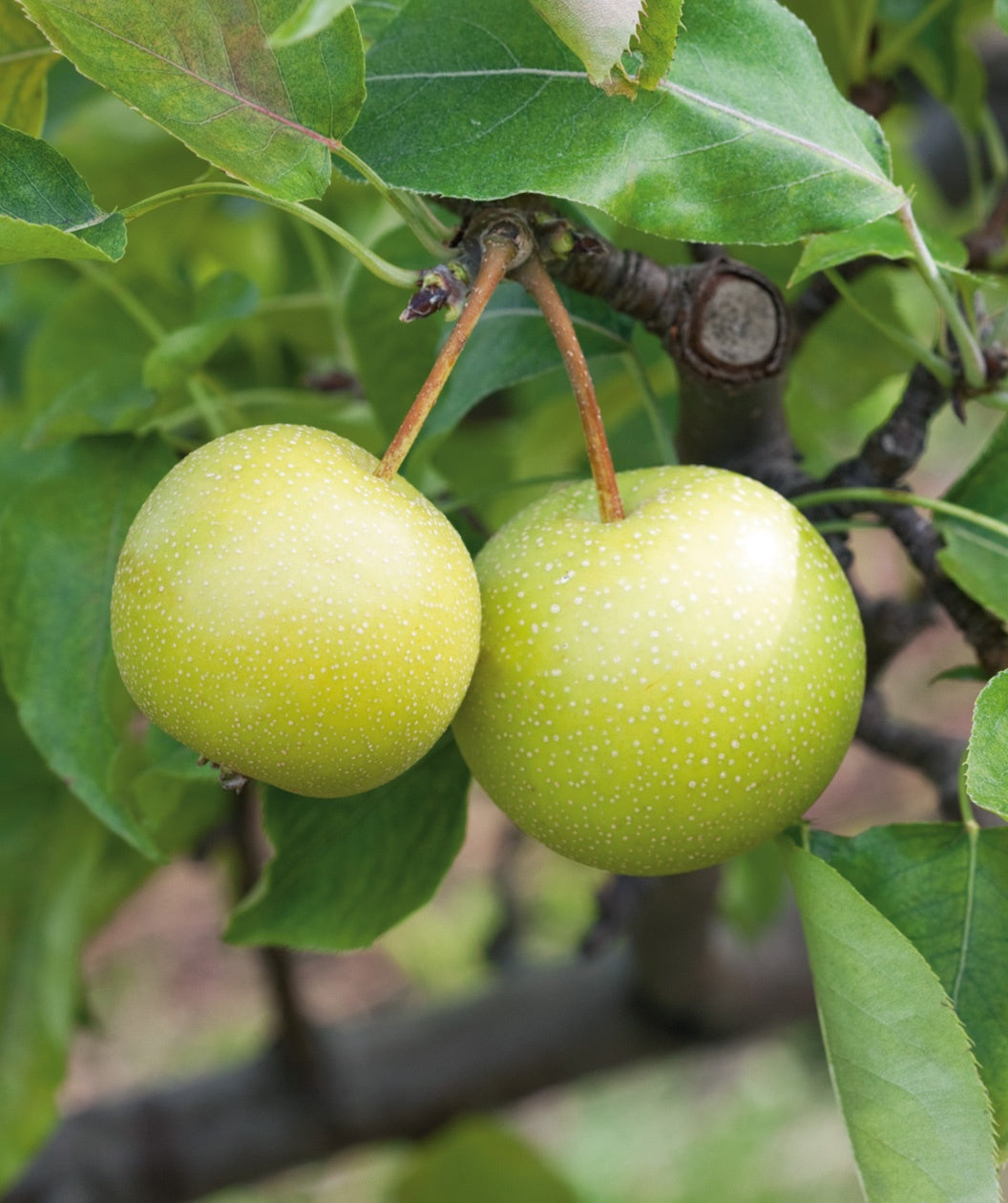 Shinseiki Asian Pear | Bower & Branch