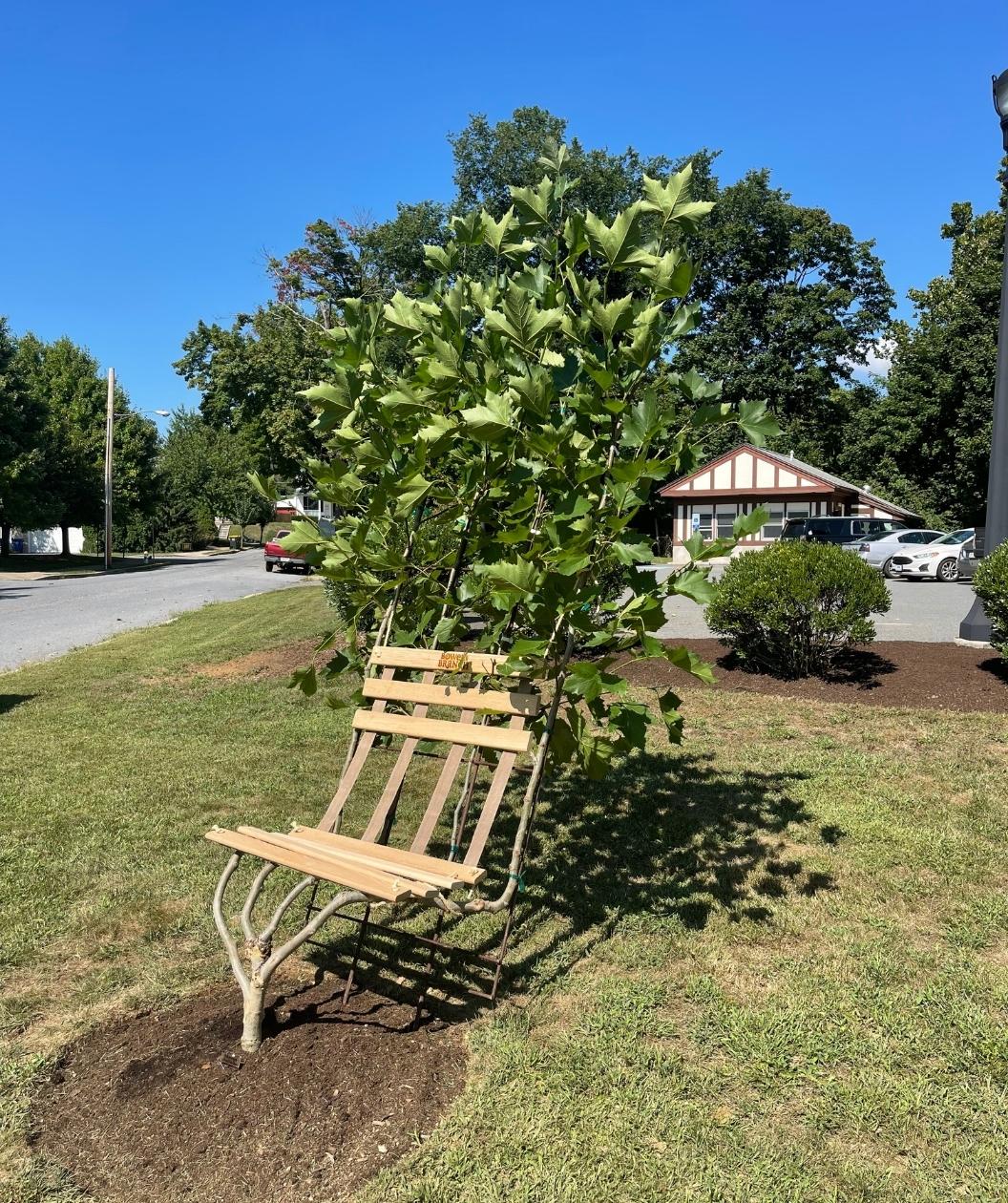 Living Tree Chairs | Bower & Branch