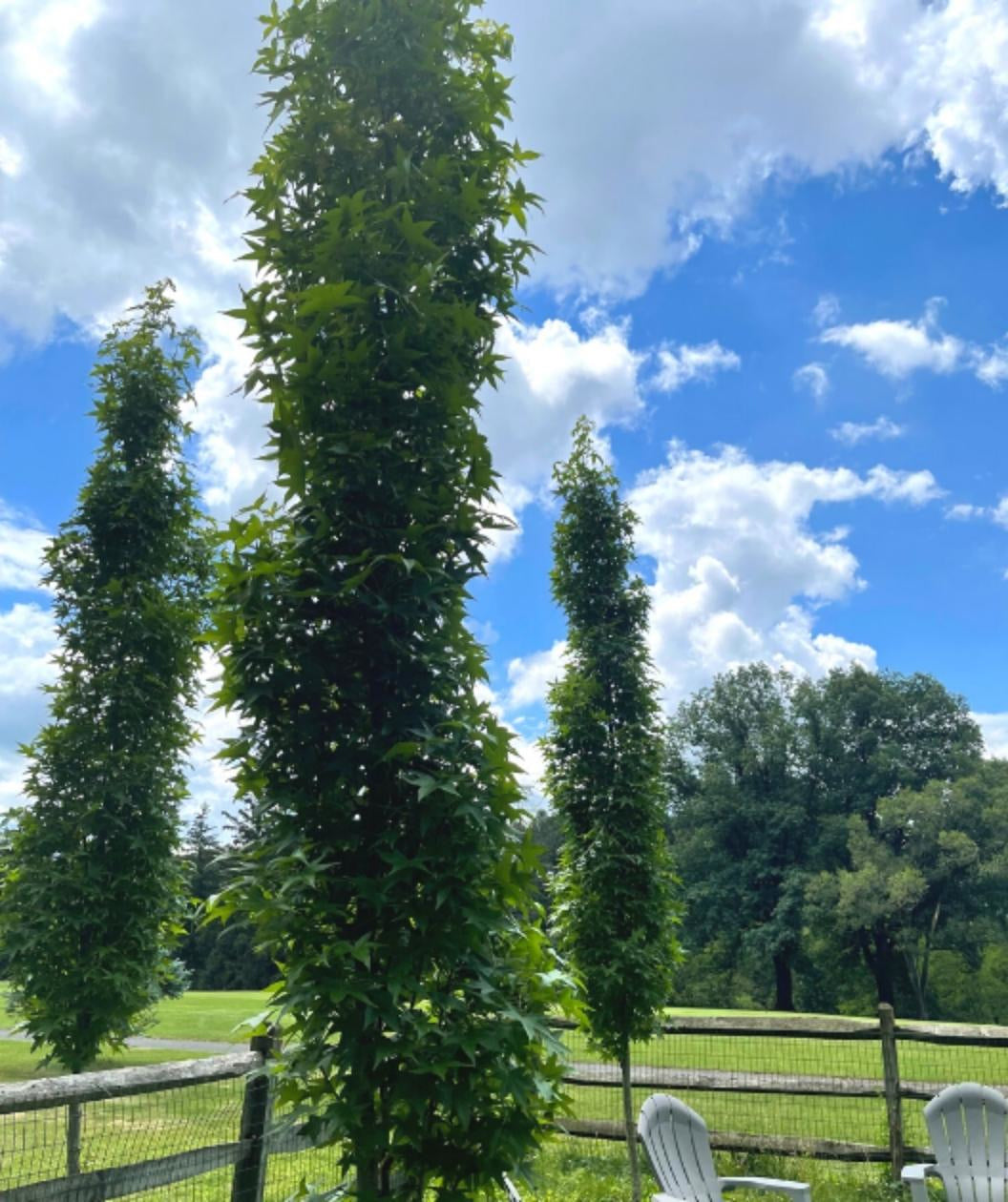 Slender Silhouette Sweetgum | Bower & Branch