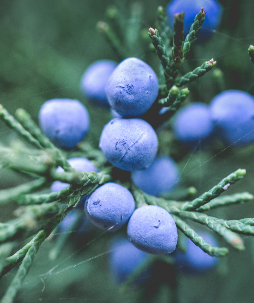 Slender Visions Juniper | Bower & Branch