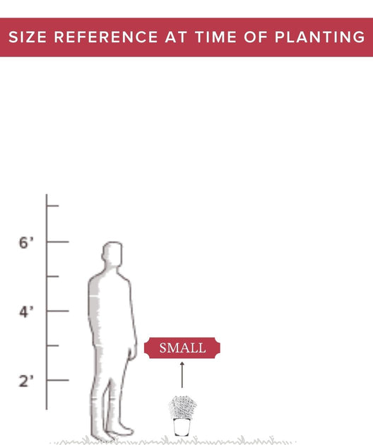 Ice Ballet Swamp Milkweed | Bower & Branch