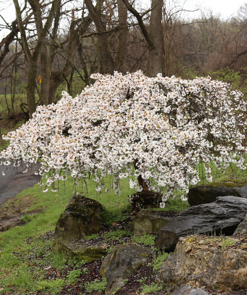 Snow Fountains R Weeping Cherry Prunus X 'Snowfozam' Snow Fountain®