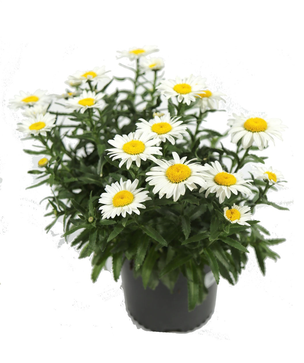 Snowcap Shasta Daisy | Bower & Branch