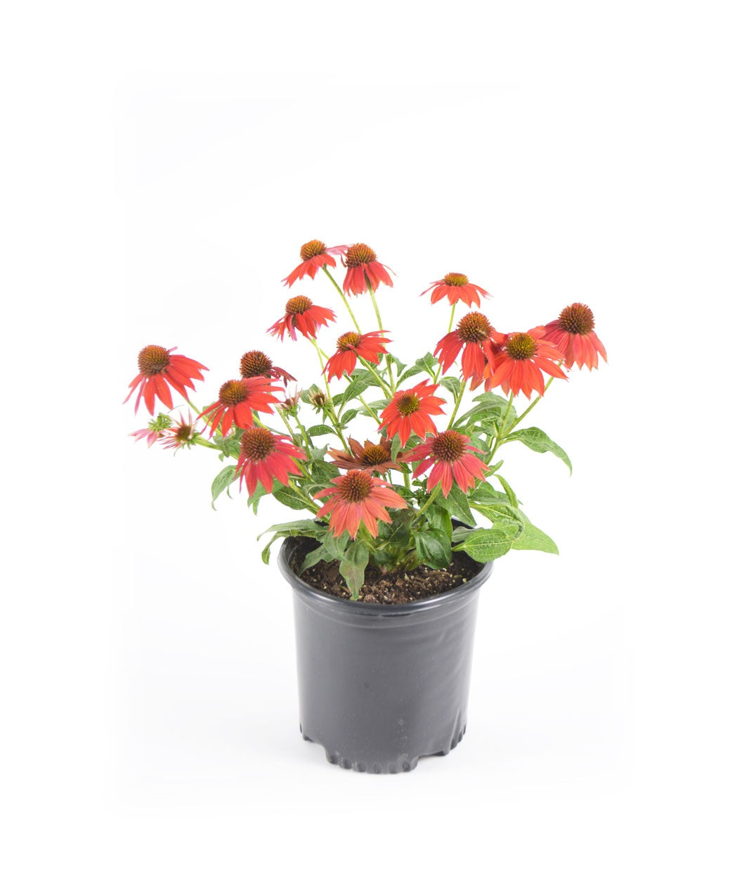 Sombrero® Salsa Red Coneflower | Bower & Branch