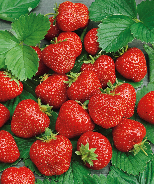 Sparkle Strawberry – Bower & Branch