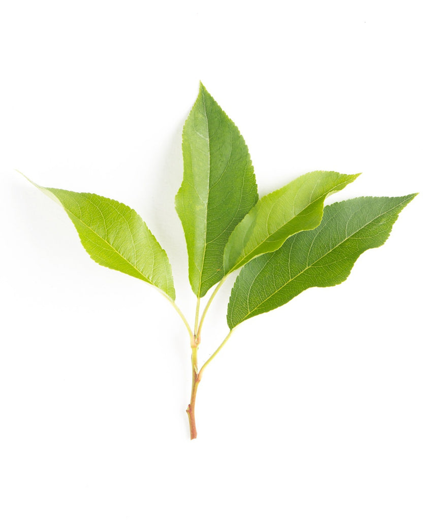 Spring Snow Crab Tree Leaf