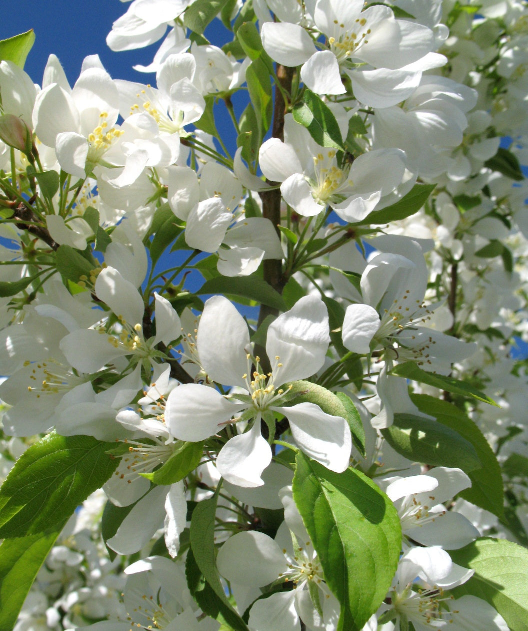Spring Snow® Flowering Crabapple | Bower & Branch