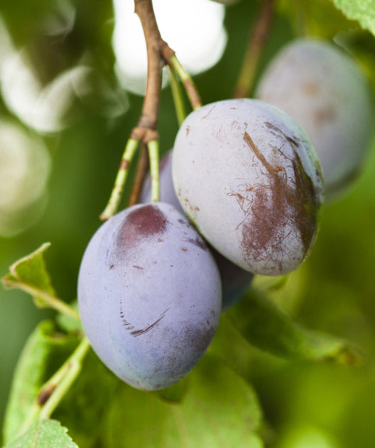 Stanley European Plum | Bower & Branch