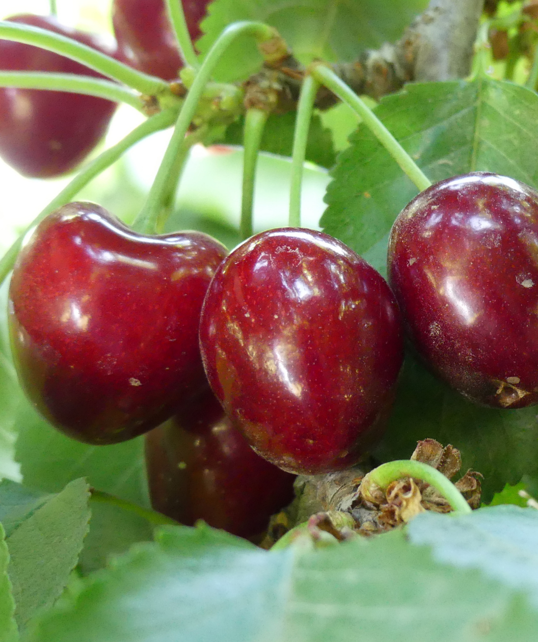 Stella Sweet Cherry | Bower & Branch