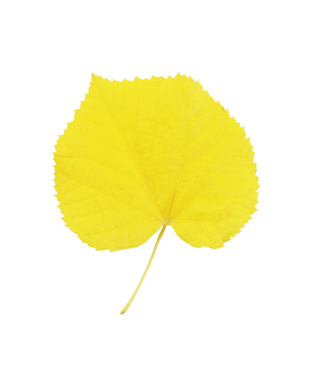 Sterling Silver® Linden | Bower & Branch