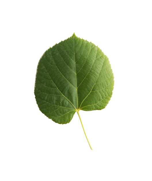 Sterling Silver® Linden | Bower & Branch