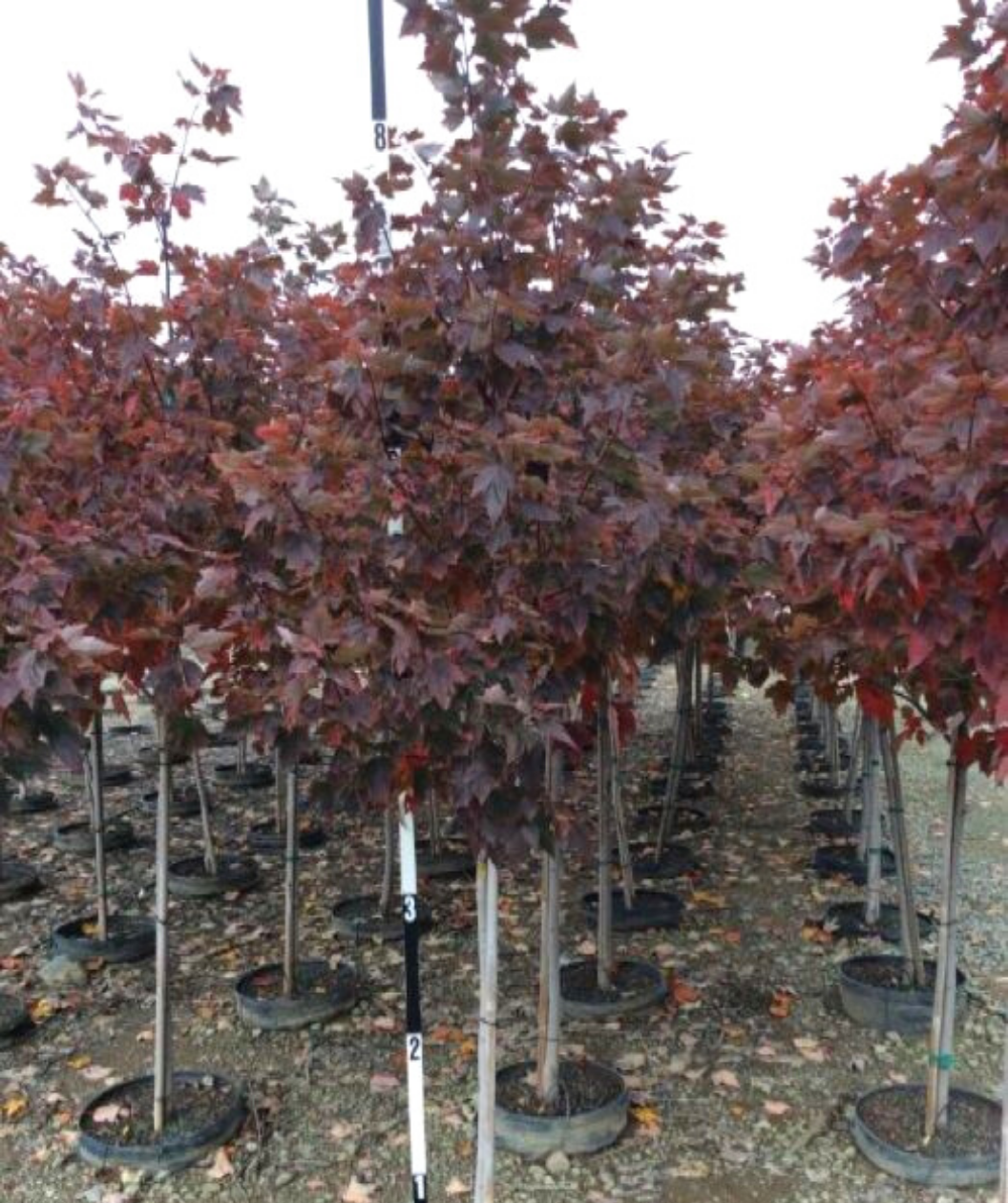 Summer Sensation Red Maple – Bower & Branch
