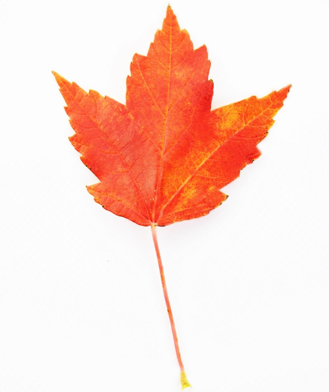 Sun Valley Red Maple | Bower & Branch