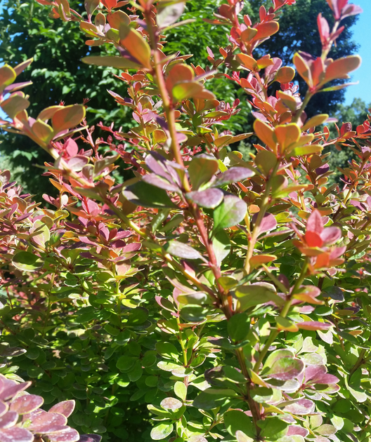 Sunjoy® Tangelo Barberry in Bulk – Bower & Branch