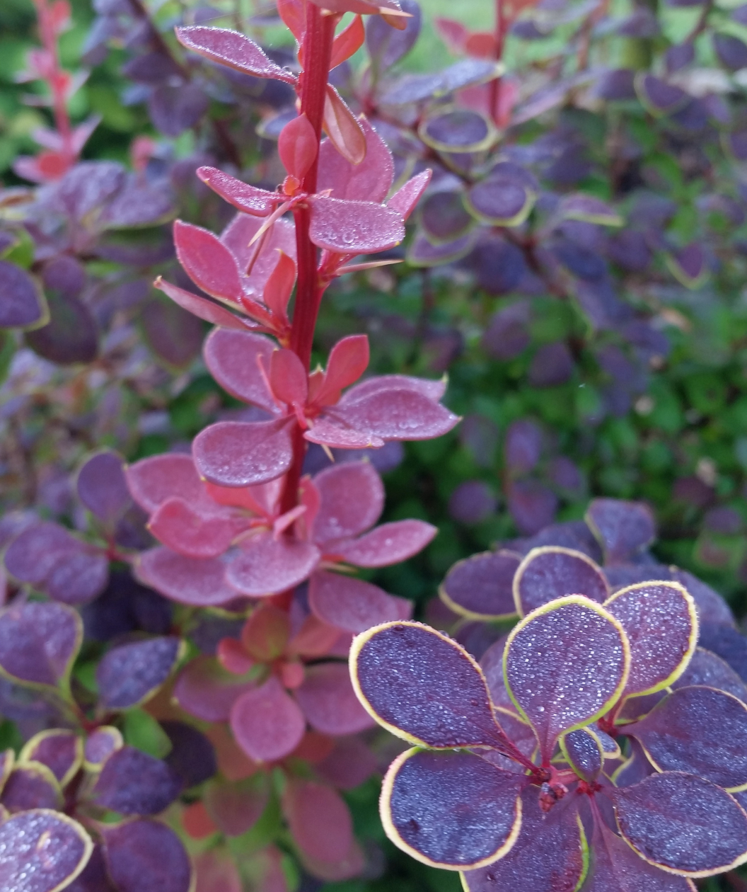 Sunjoy® Tangelo Barberry in Bulk – Bower & Branch