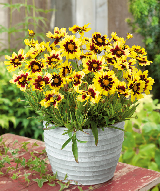 Super Star Tickseed – Bower & Branch