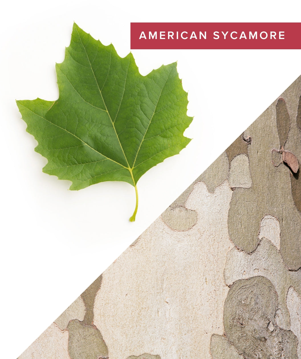 Living Tree Chairs | Bower & Branch