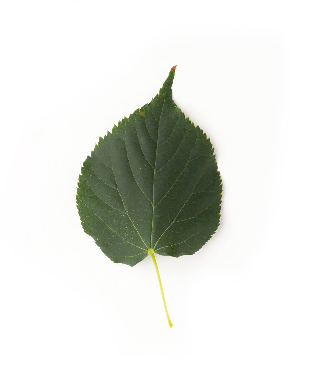 Greenspire™ Littleleaf Linden | Bower & Branch