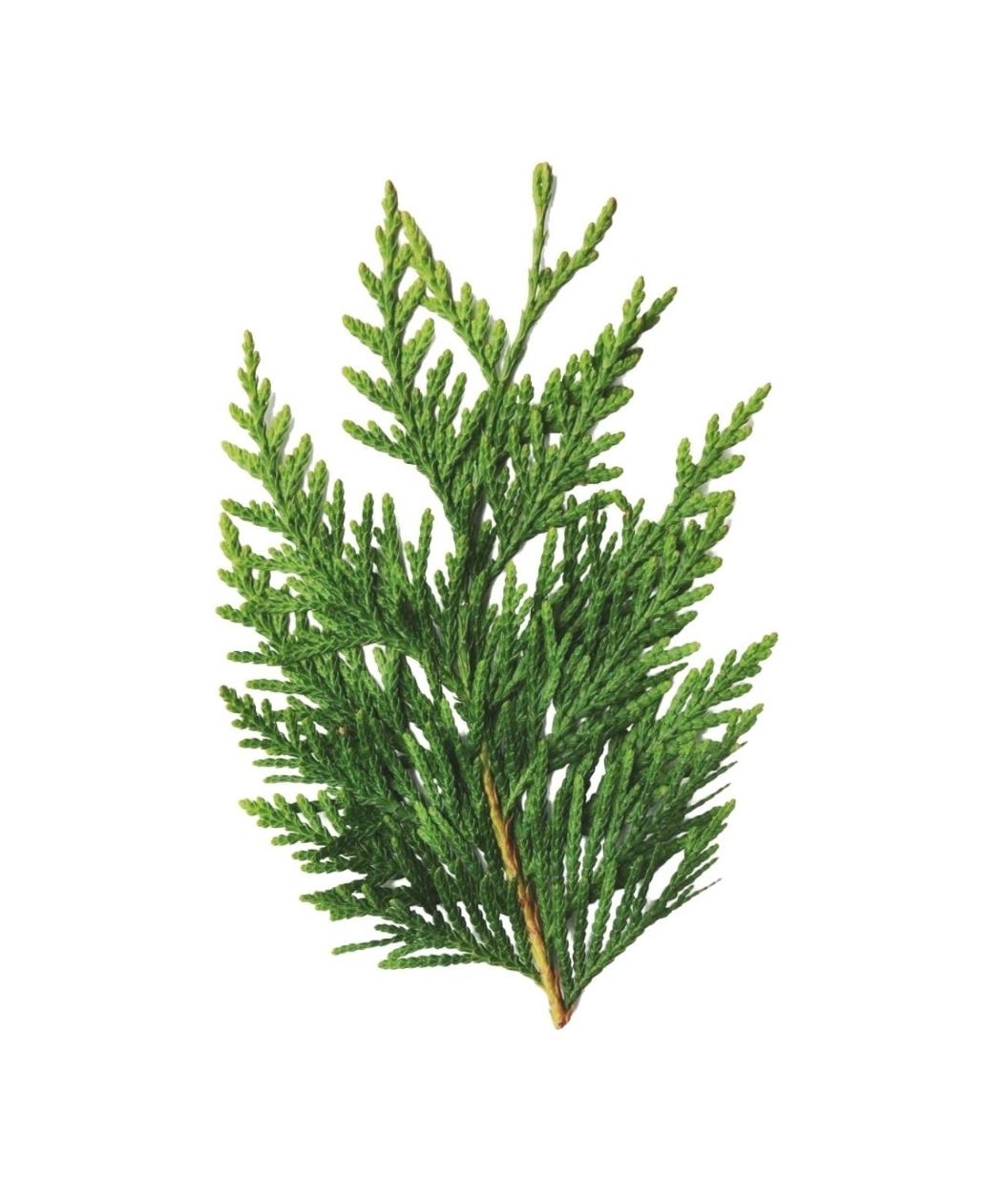 Tree Giant Arborvitae | Bower & Branch