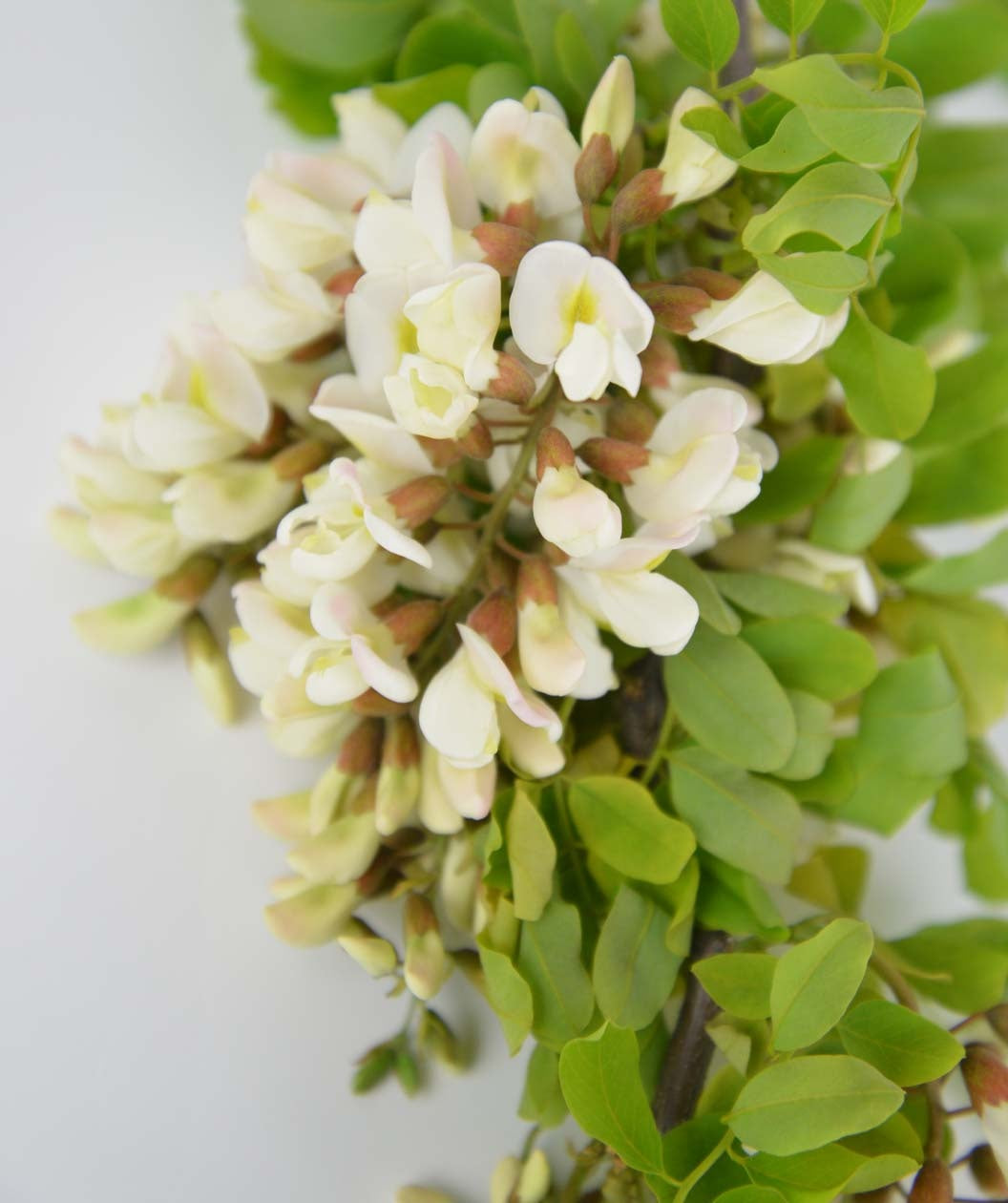 Twisty Baby™ Black Locust | Bower & Branch