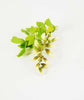 Twisty Baby™ Black Locust | Bower & Branch