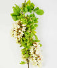 Twisty Baby™ Black Locust | Bower & Branch