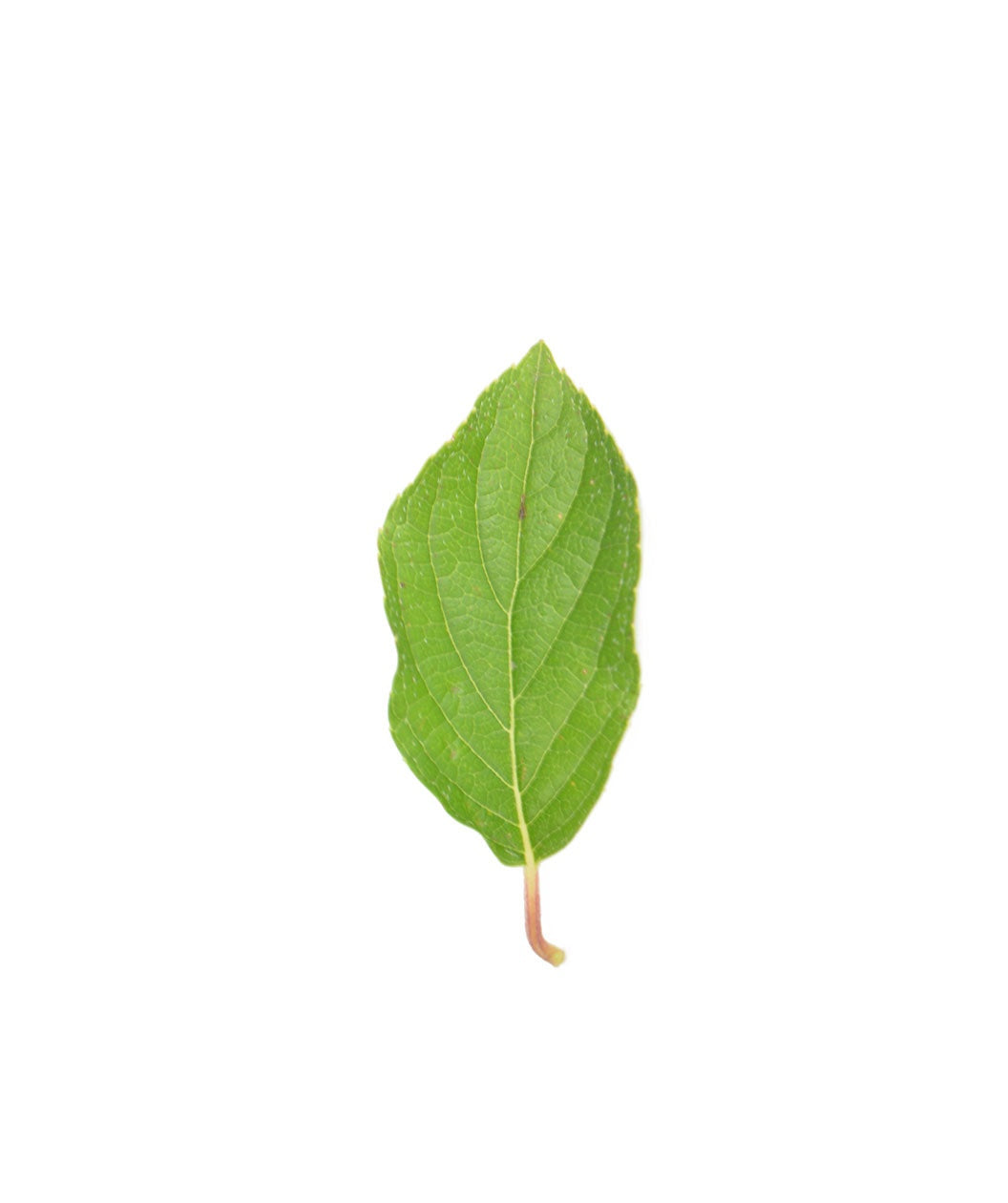 Vanilla Strawberry™ Hydrangea Tree Form | Bower & Branch