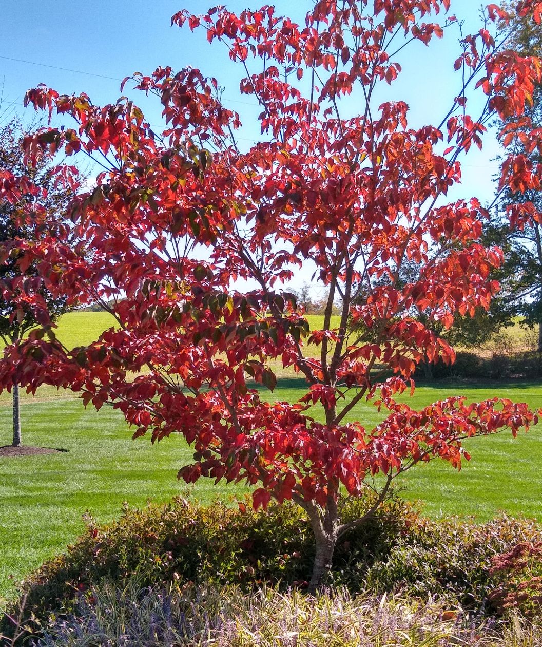 Venus® Rutgers Dogwood | Bower & Branch