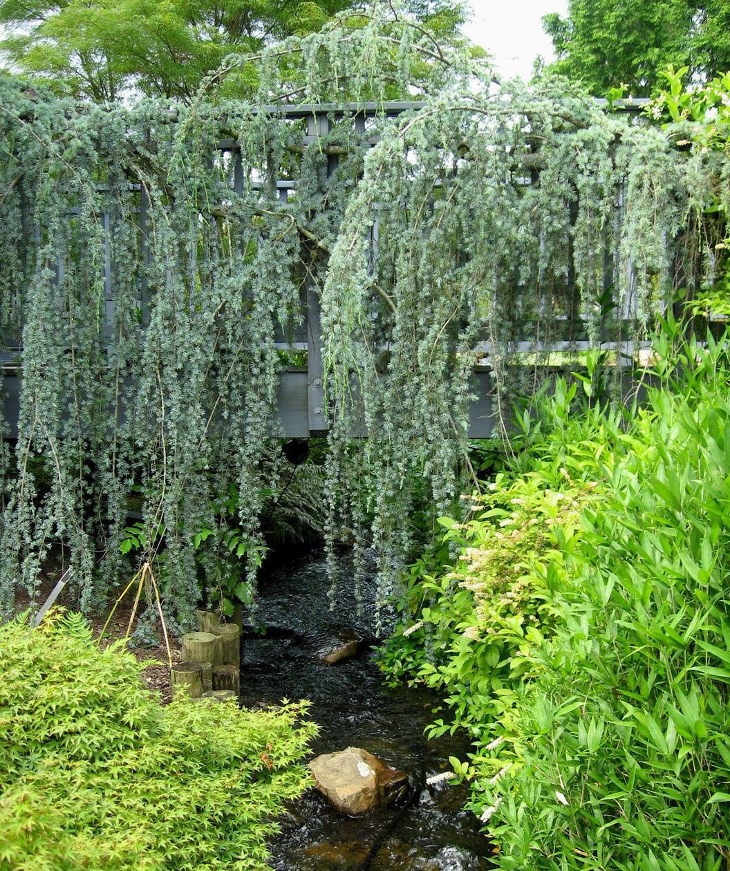 Weeping Blue Atlas Cedar | Bower & Branch