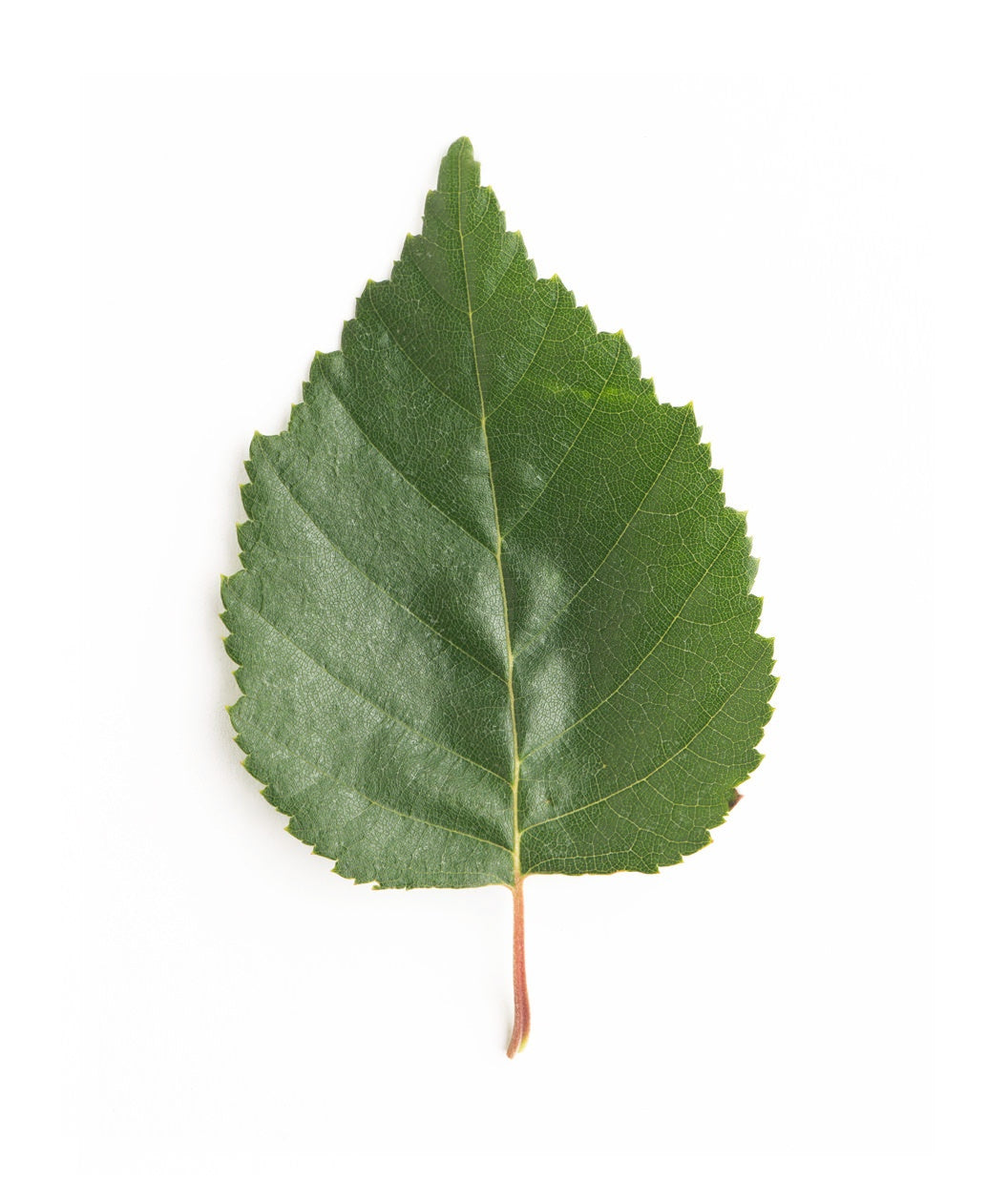 Jacquemonti Himalayan Birch | Bower & Branch