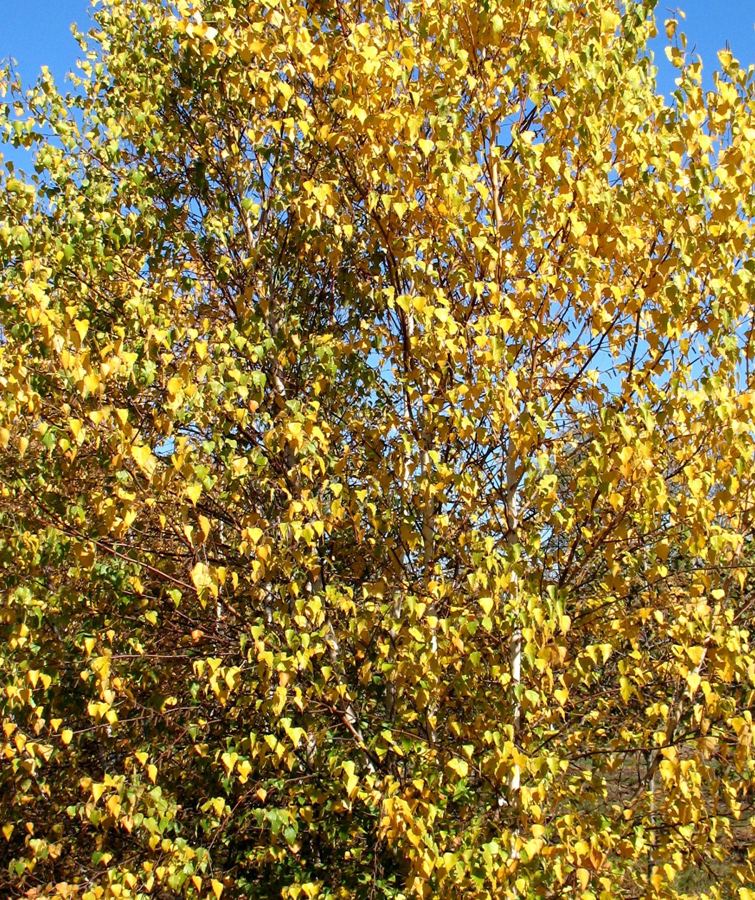 Whitespire Birch | Bower & Branch