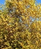 Whitespire Birch | Bower & Branch