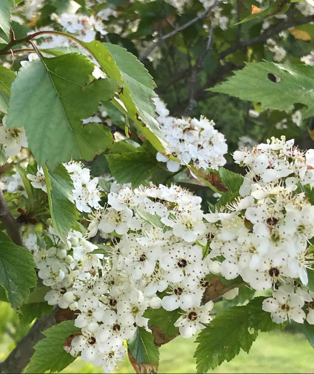 Winter King Hawthorn – Bower & Branch