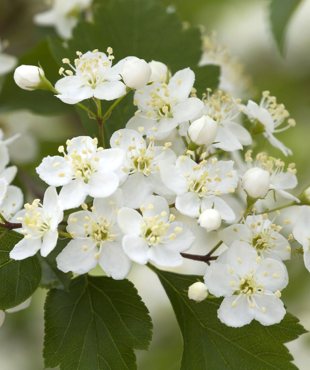 Winter King Hawthorn – Bower & Branch