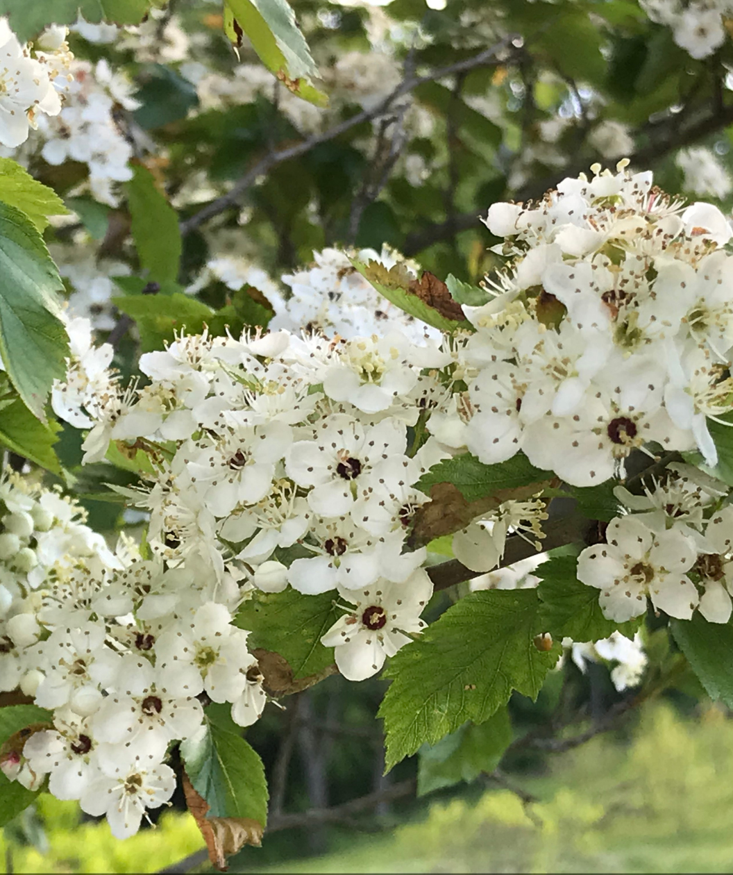 Hawthorn Tree Foliage WINTER KING HAWTHORN – Hinsdale Nurseries