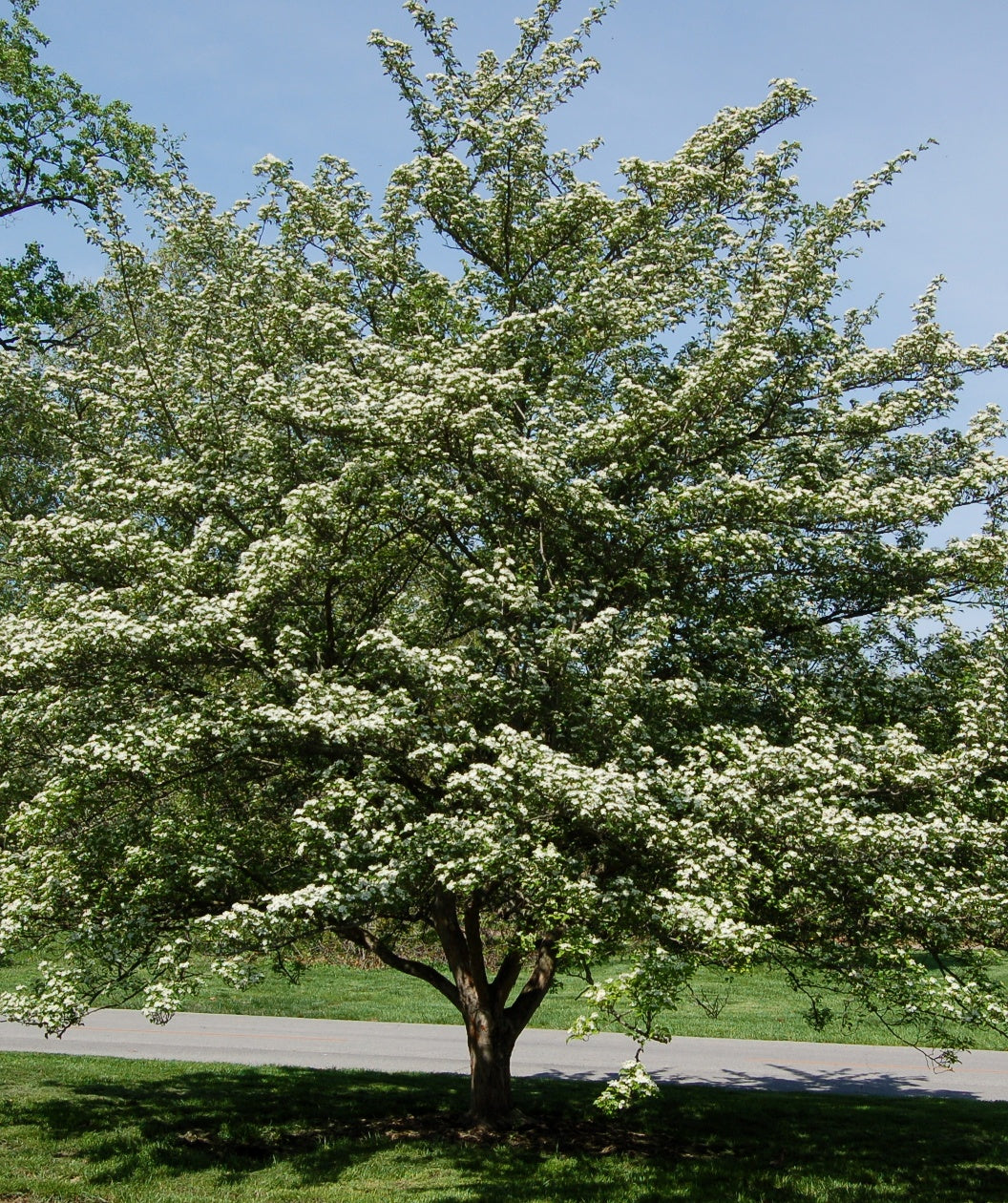 Winter King Hawthorn – Bower & Branch