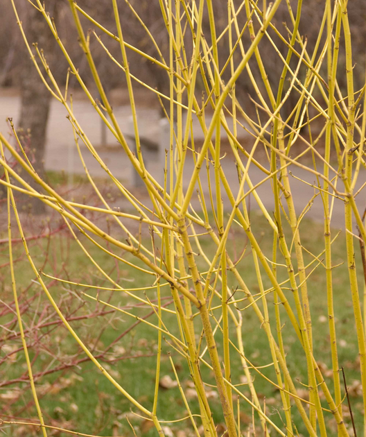 Yellow Twig Dogwood – Bower & Branch