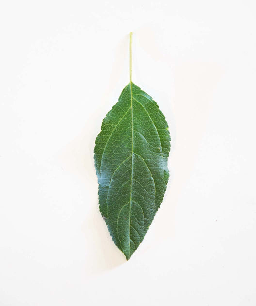 Zestar!® Apple | Bower & Branch