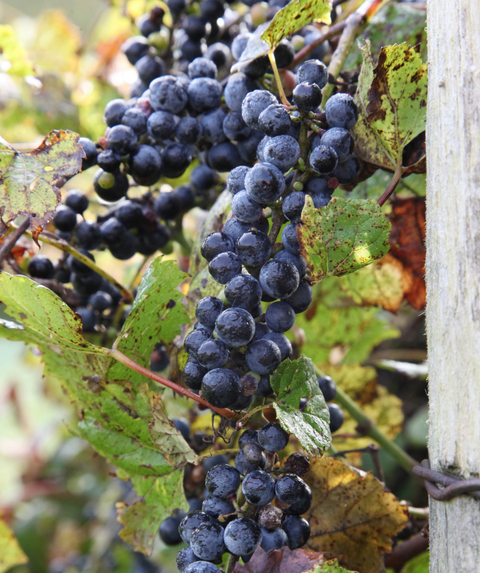 concord grape clusters